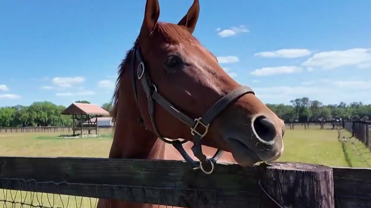 Kentucky Derby horses trained at Ocala ranch - YouTube