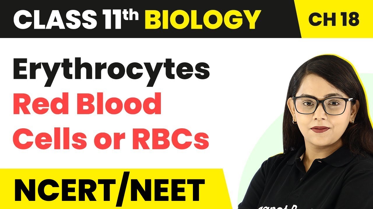 Erythrocytes (Red Blood Cells or RBCs) - Body Fluids And Circulation ...