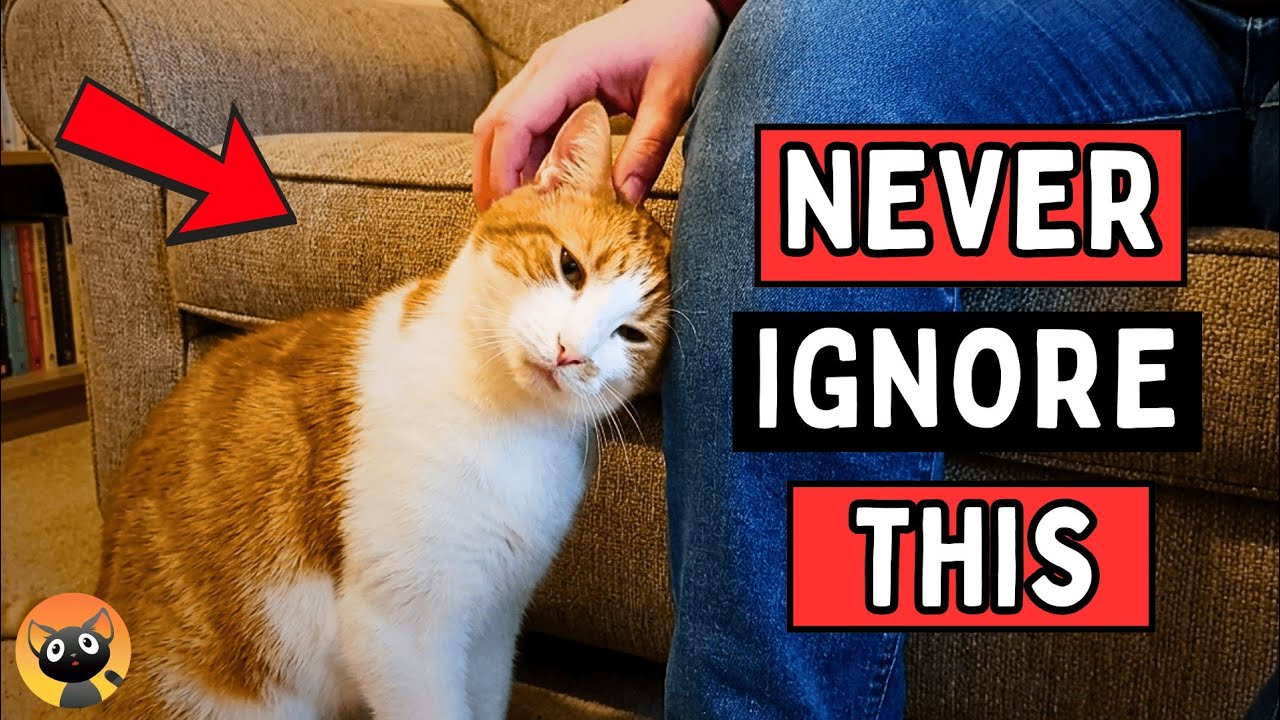 If Your Cat Does This, Don't Ignore It - YouTube