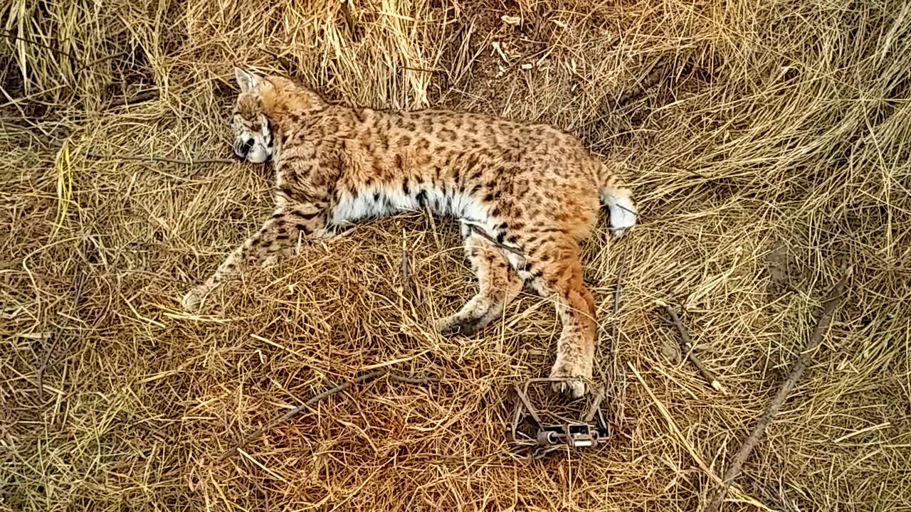 Nebraska Wild Fur Trappin 2017 Beautiful/Bobcat Catch. - YouTube