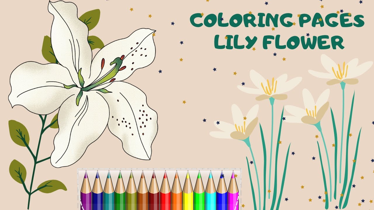 Coloring Pages Lily Flower - YouTube