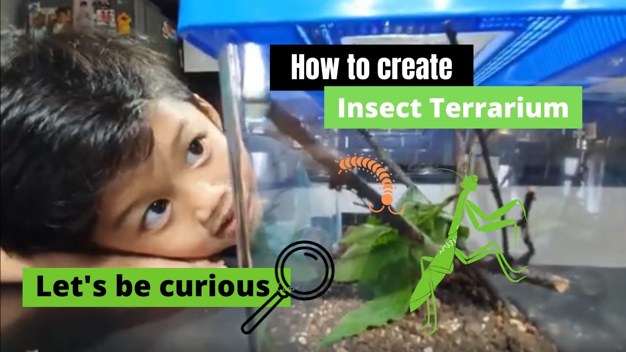 How to create insect terrarium (For kids) - YouTube