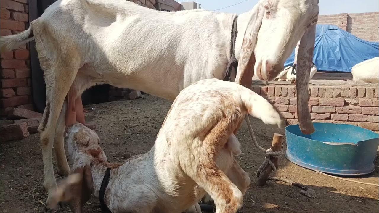 Adorable Baby Goat Drinking Milk from Mother | Heartwarming Goat Farming Moment 🐐💖 - YouTube