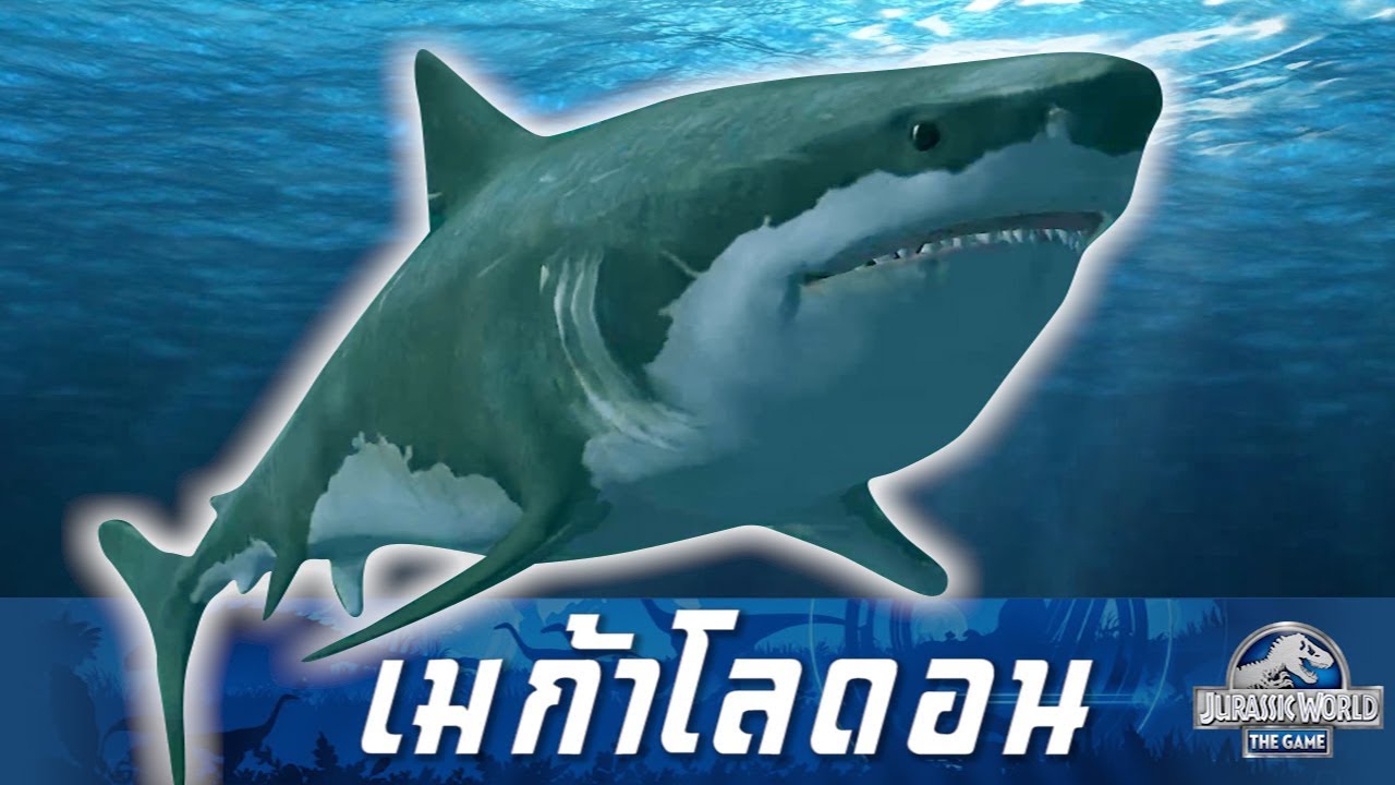 เมก้าโลดอน megalodon | สัตว์ดึกดำบรรพ์ | World of Legend โลกแห่งตำนาน ...