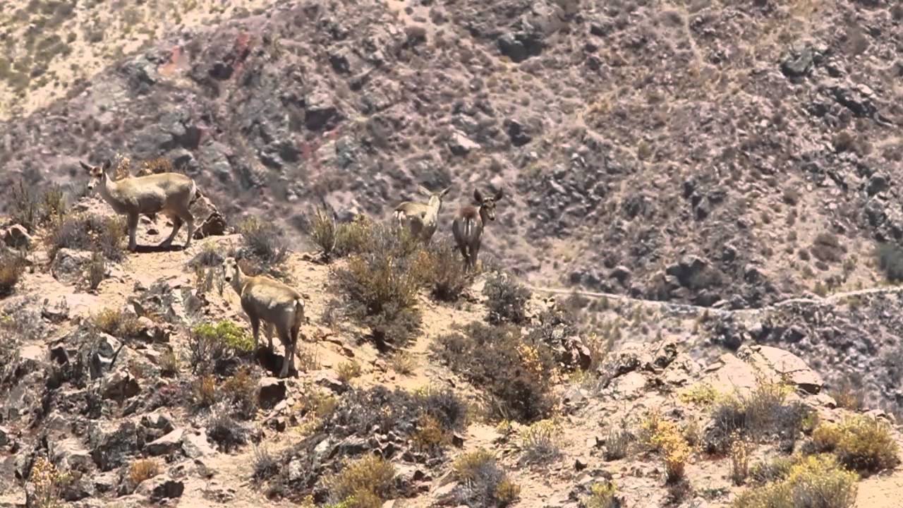 TARUKARI Organization (taruka- taruca - Hippocamelus antisensis) Chile ...