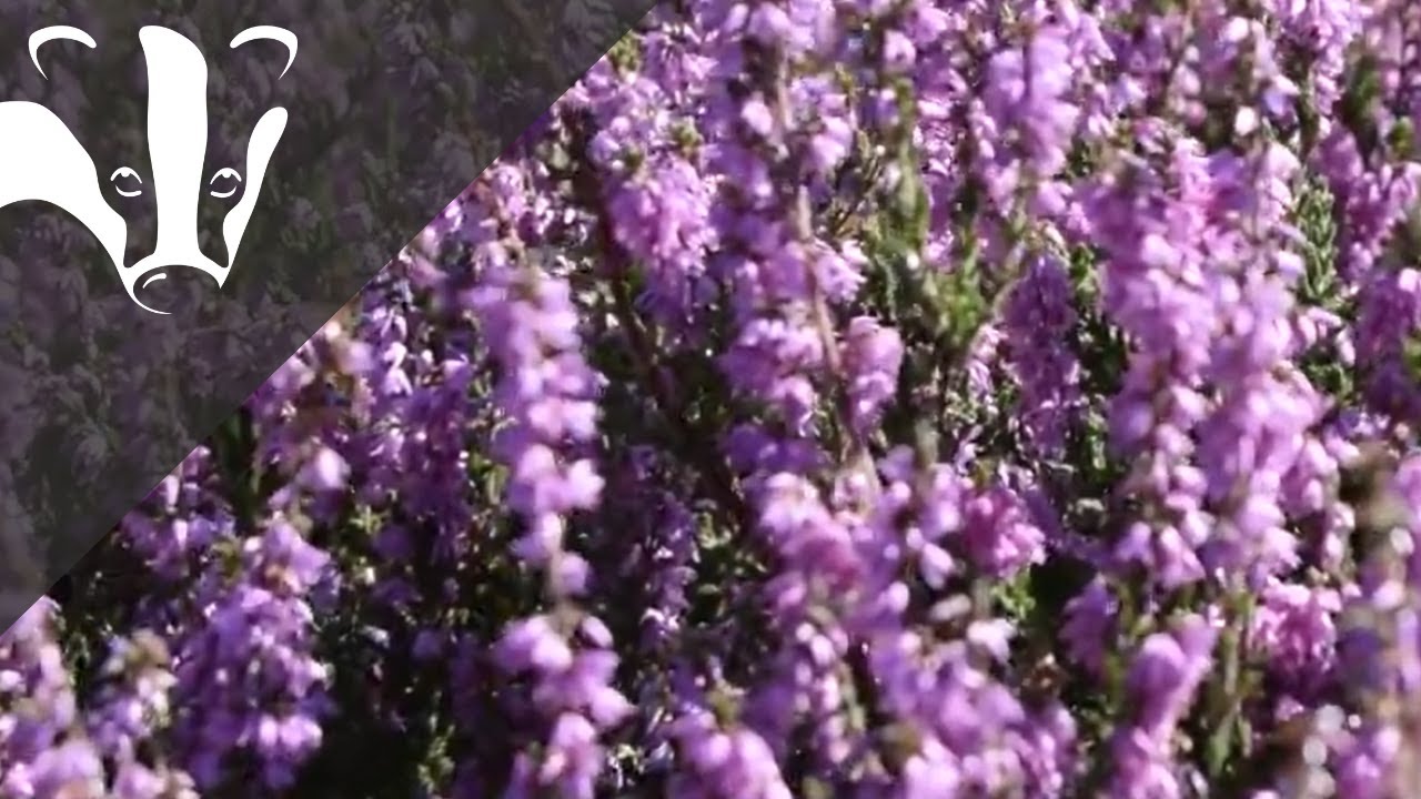 Tiptree Heath nature reserve - YouTube