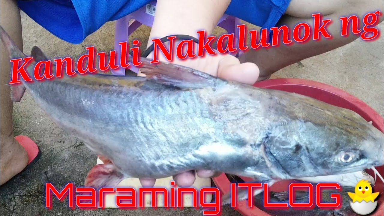 How to clean kanduli || Catfish - YouTube