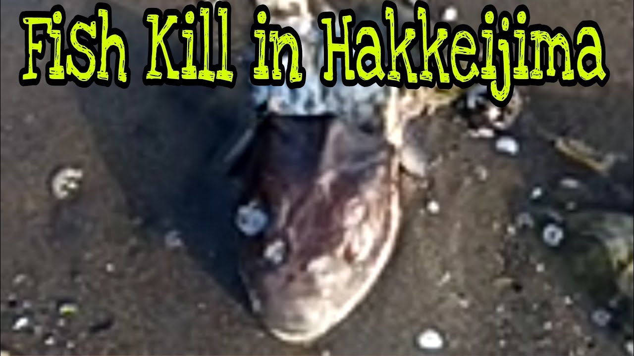 Fish Kill in Hakkeijima, Yokohama, Japan 🇯🇵 || 八景島 で 魚を殺す - YouTube