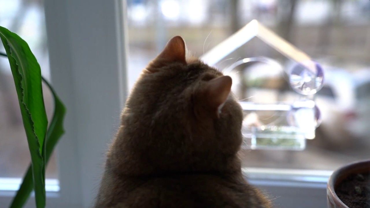 Cat TV - YouTube