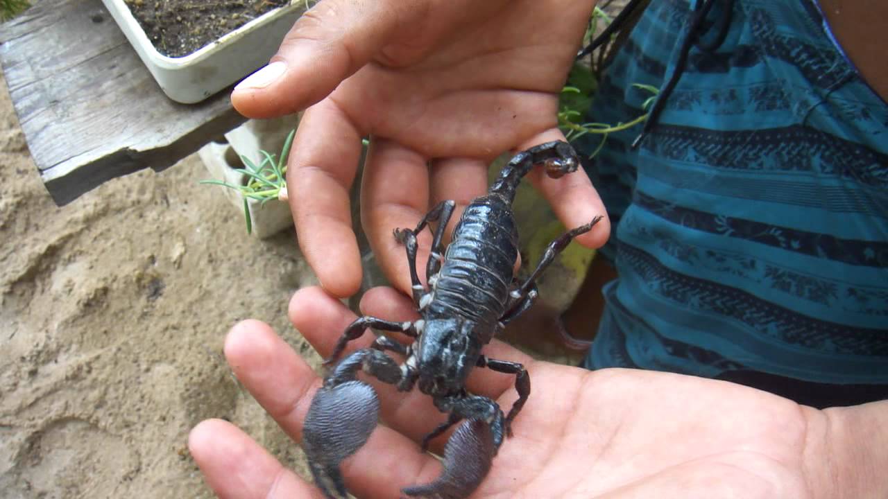 Biggest Real Scorpion In The World