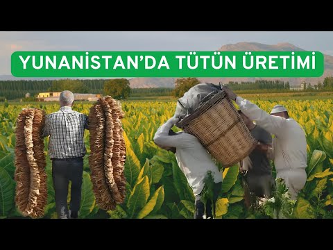 Yunanistan'da Tütün Üretimi | Bin emek bir ekmek !