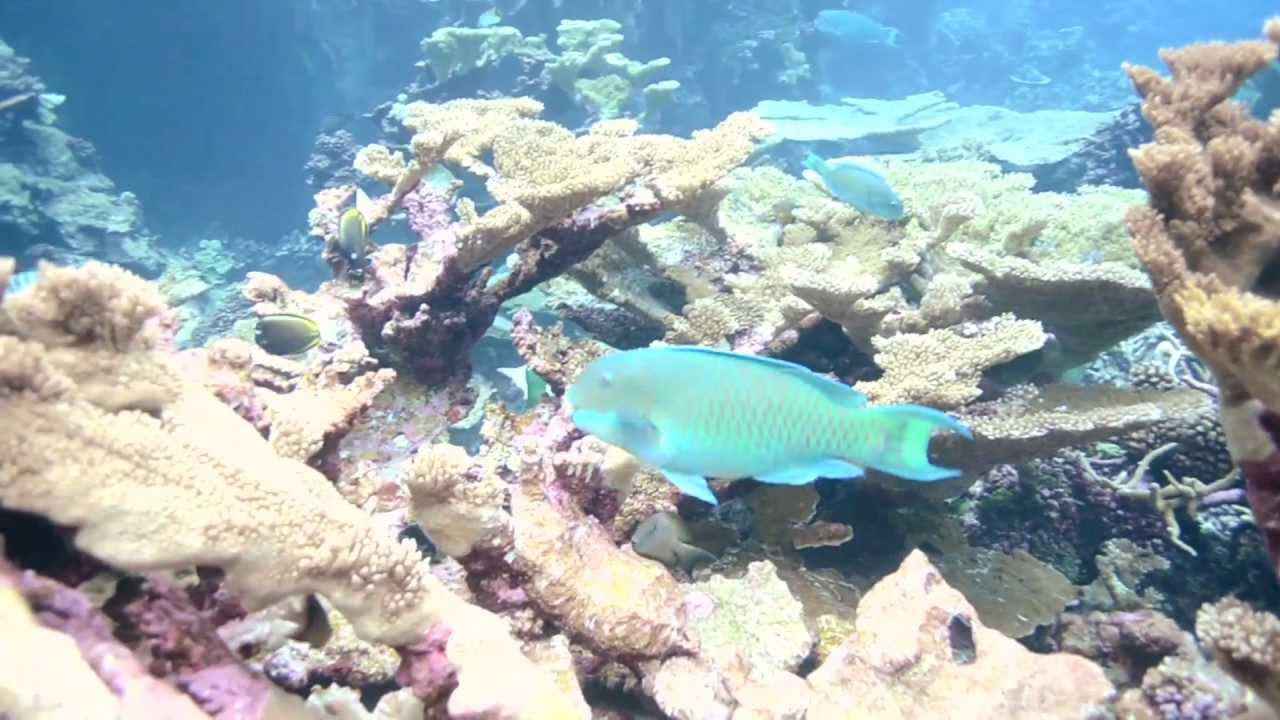 Coral Reef Systems - YouTube