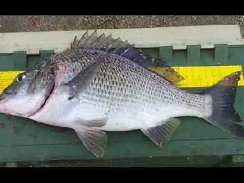 Cody's huge/ big 39cm bream caught from the Yarra river all by himself ...