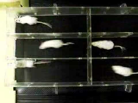 Running mice in treadmill - YouTube