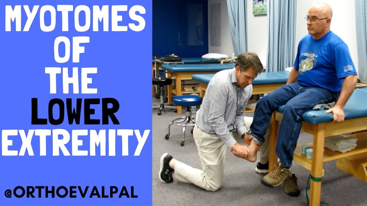 Lower Extremity Myotomes