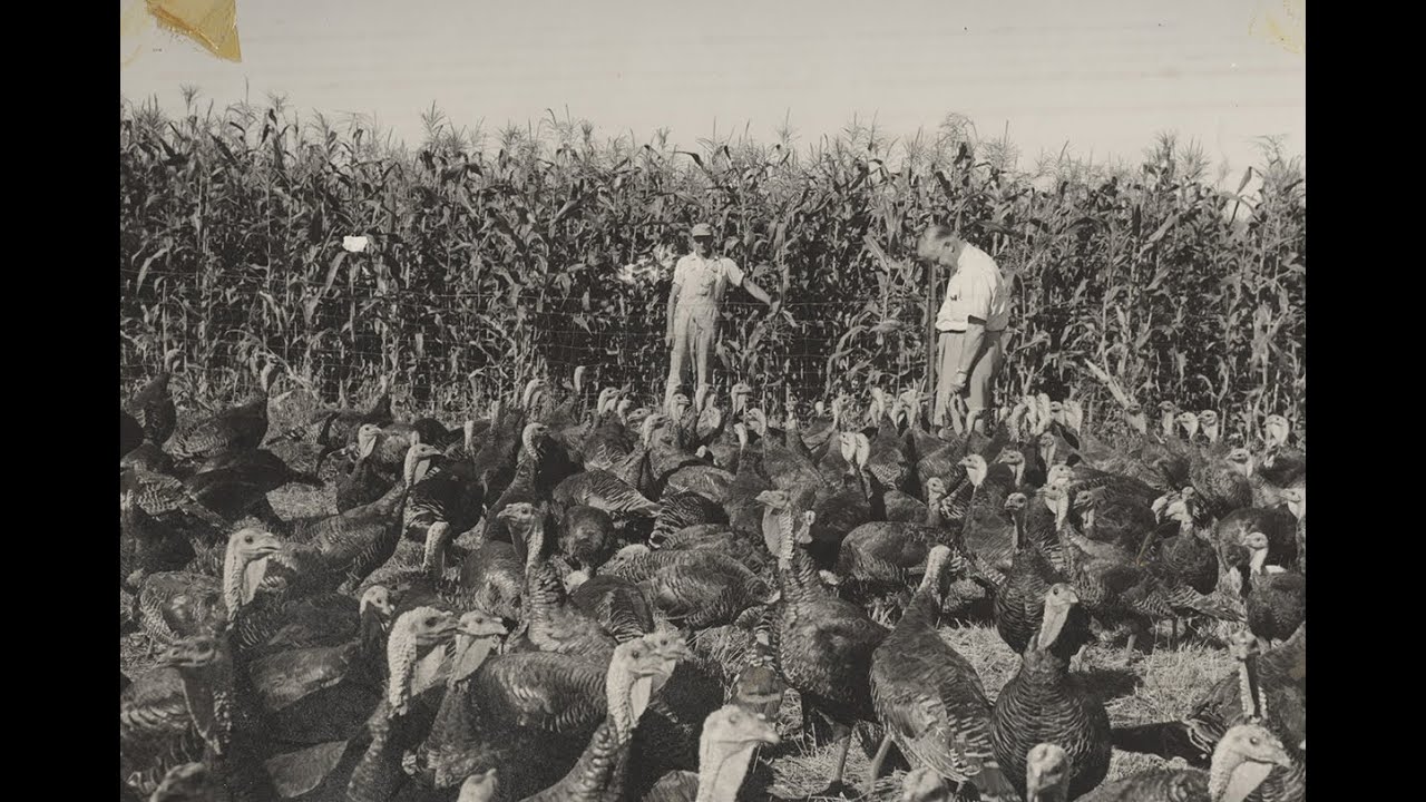 Celebrating 30 Years of Stoller -The Turkey Farm - YouTube