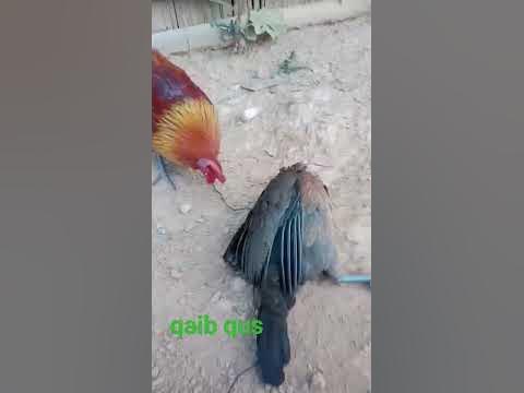 tau qaib qus lawm nawb - YouTube