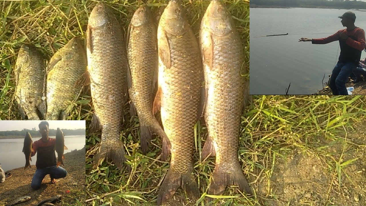Big Rohu Fishing | Unbelievable Fishing | Rohu Fish Catching | Rohu ...