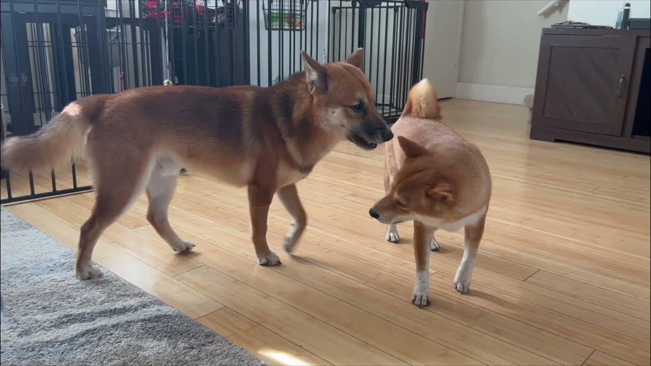 These two Shiba Inus loves to mess around - YouTube