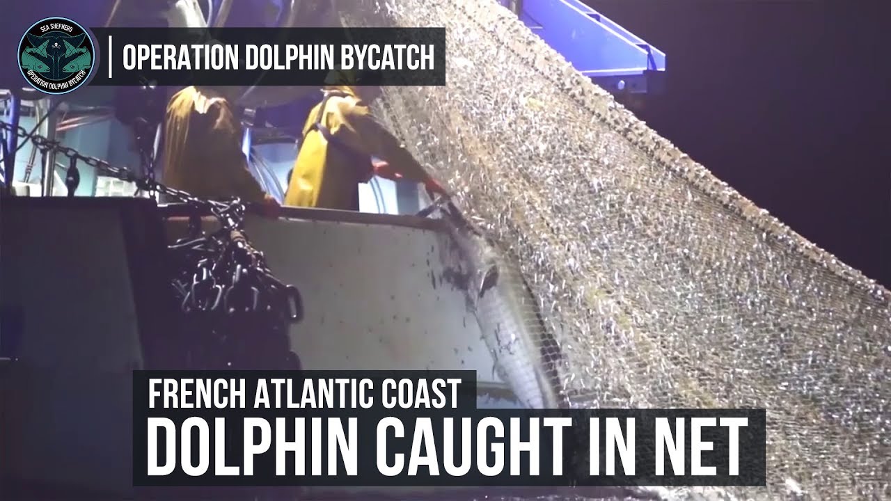 Sea Shepherd captures footage of dolphins killed in fishing nets off ...