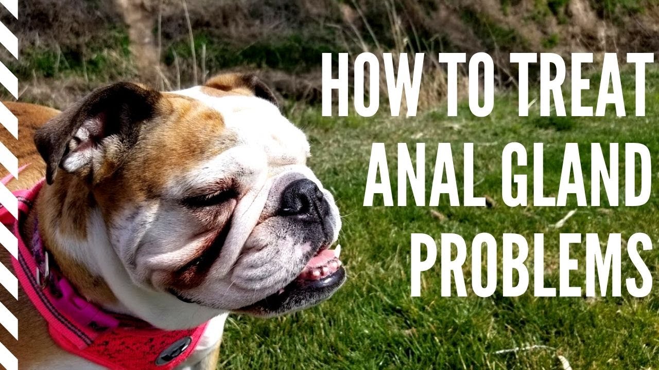 How To Treat Clogged Anal Glands In Bulldogs The SIMPLE Truth YouTube how-to-treat-clogged-anal-glands-in-bulldogs-the-simple-truth-youtube