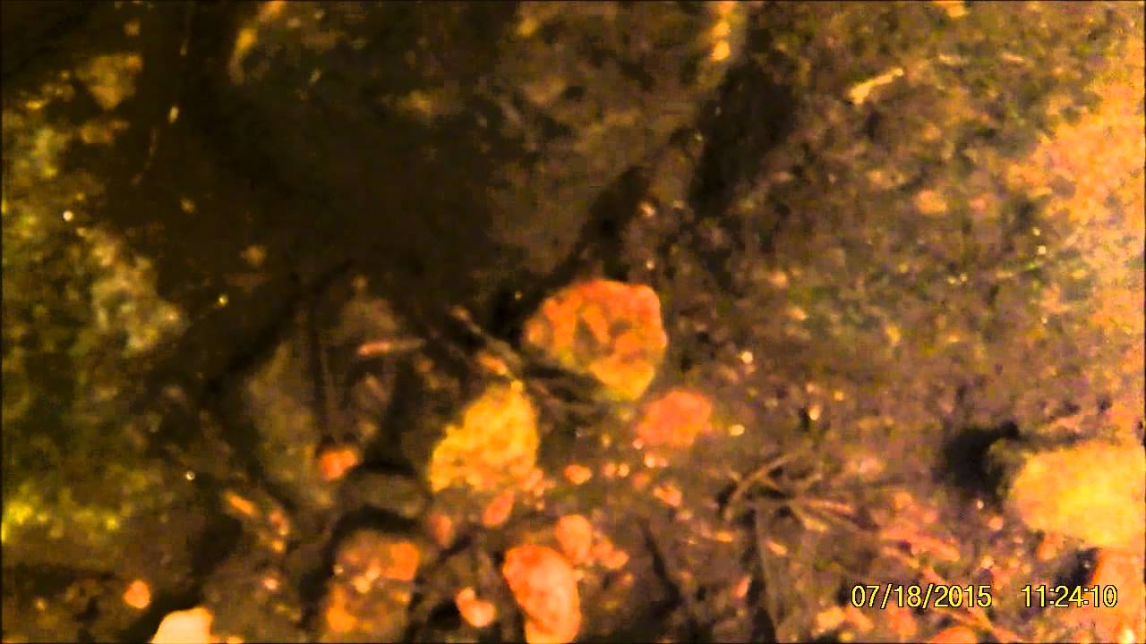 Trout Frye Alive in the Quanduck Brook Sterling CT - YouTube
