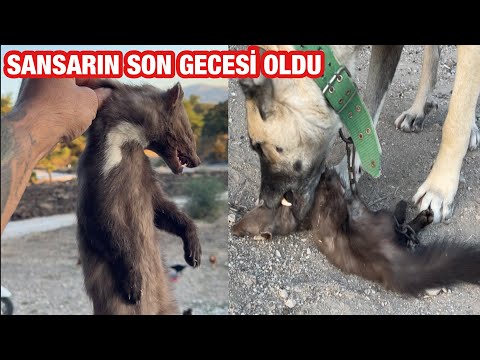 KATİL SANSARIN SON GECESİ OLDU KANGAL HAYAL GÖREVDE!