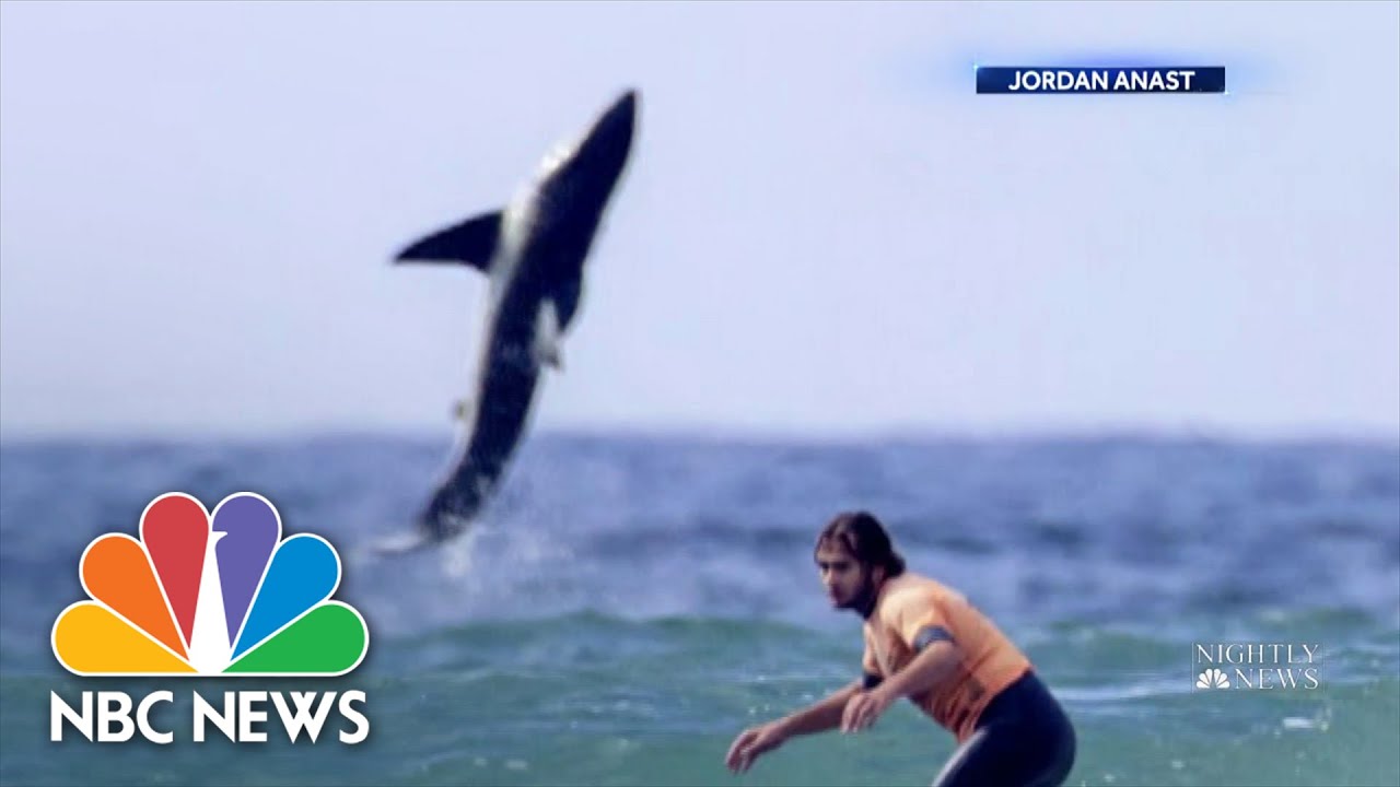 Watch: Great White Shark Leaping Out Of Water Behind Surfer - YouTube