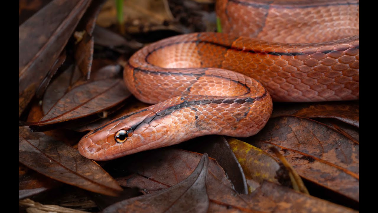 Species Feature - Red Mountain Racer - YouTube