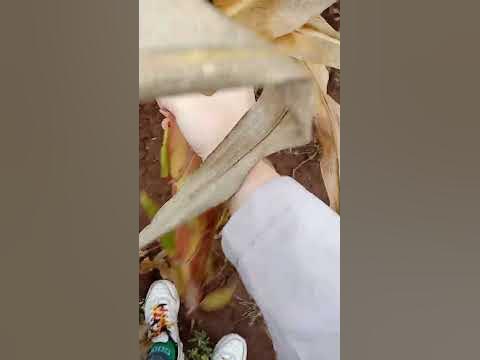кукуруза - YouTube