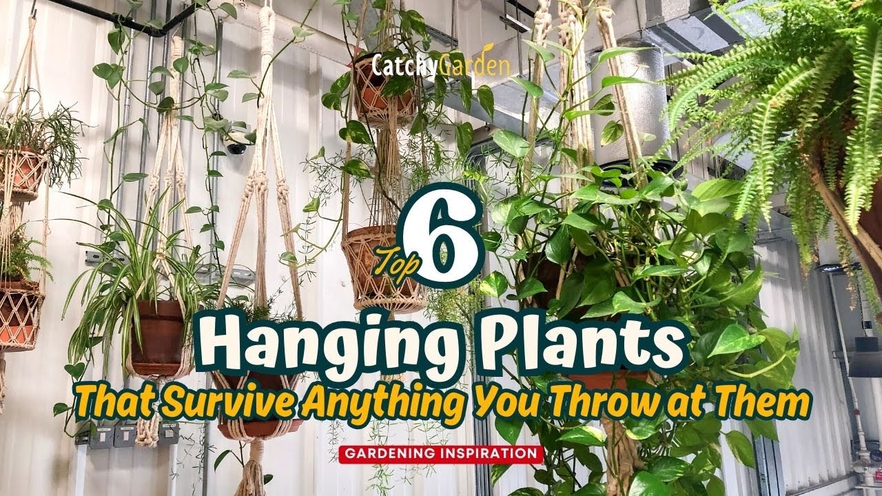 Top 6 Hanging Plants That Survive Anything You Throw at Them 🌱👍🌿 ...