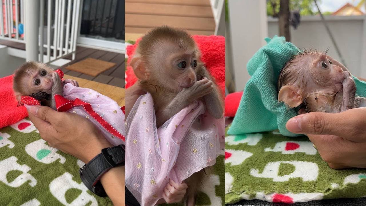 Cute baby monkey Melia did you miss Melia Monkey? - YouTube
