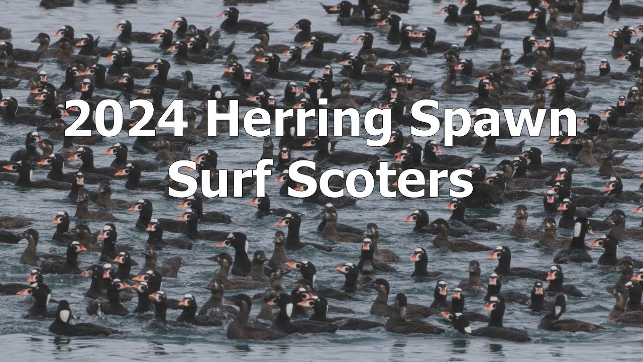 Surf Scoter Herring Spawn Feed - YouTube