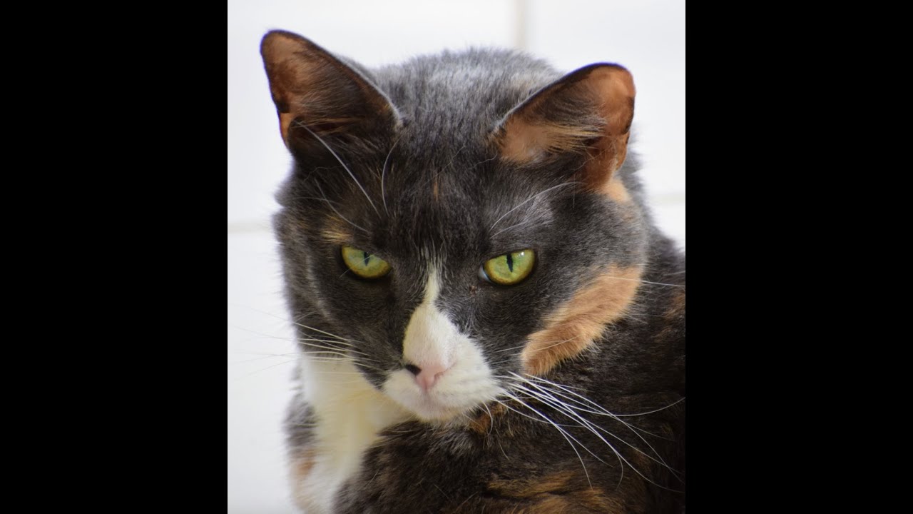 Jeff Einstein - The Trump Kremlin Connection: the Smoking Cat - YouTube
