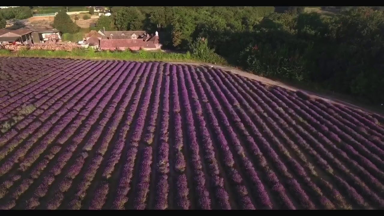 Mayfield lavender farm in Banstead south London part 1 - YouTube