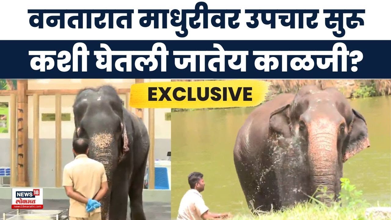 Kolhapur Madhuri Elephant At Vantara News: वनतारात कशी घेतली जातेय ...