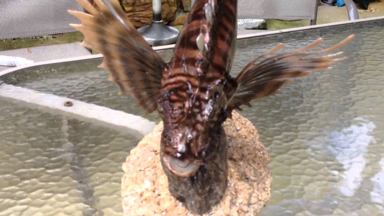 Lion fish replica by Anglers Choice replicas - YouTube