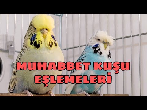 Muhabbet Kuşu Eşlemelerinde Dikkat Ettiklerim