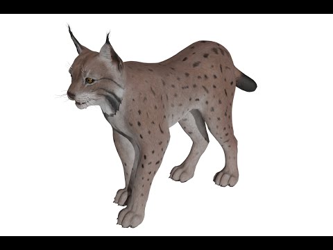 Lynx animation demo - YouTube