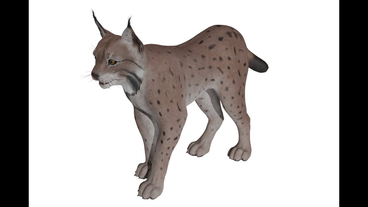Lynx animation demo - YouTube
