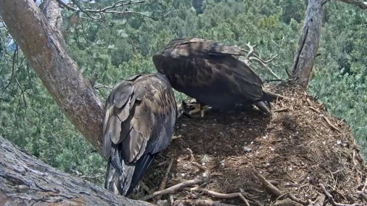 Sharing is Caring | Eaglet eating fish together | White-tailed eagles | Aug 4, 2024 - YouTube