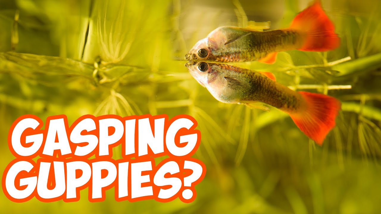 Why Are Guppies Gasping at the Surface? ANSWERED! - YouTube