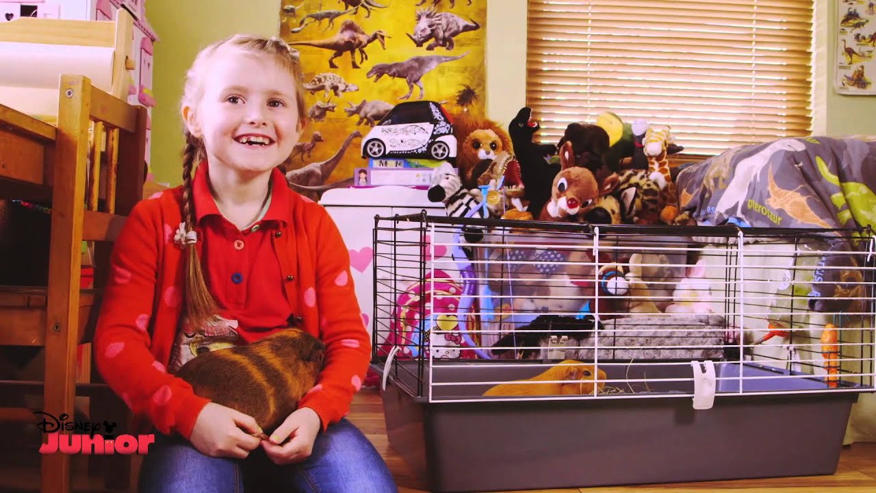 Official - Furry Friends - Guinea Pigs - HD - YouTube