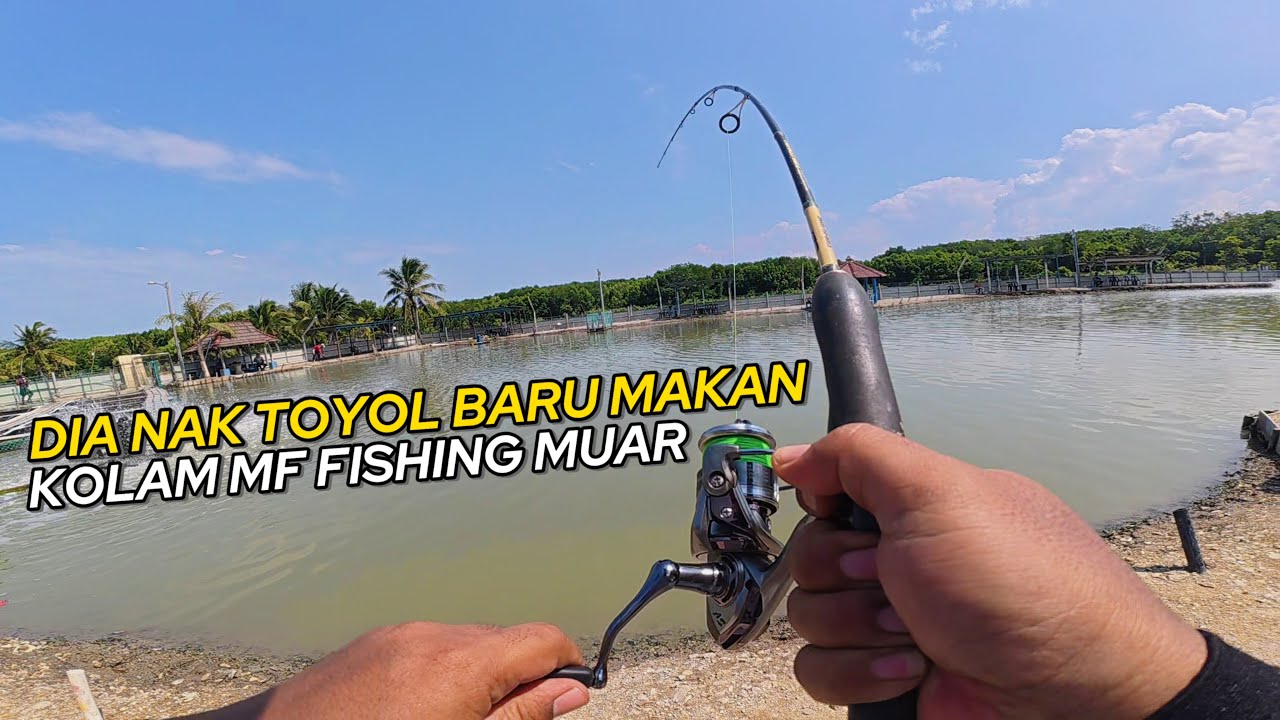 Guna Toyol Baru Nak Makan #75 KOLAM MF FISHING MUAR - YouTube