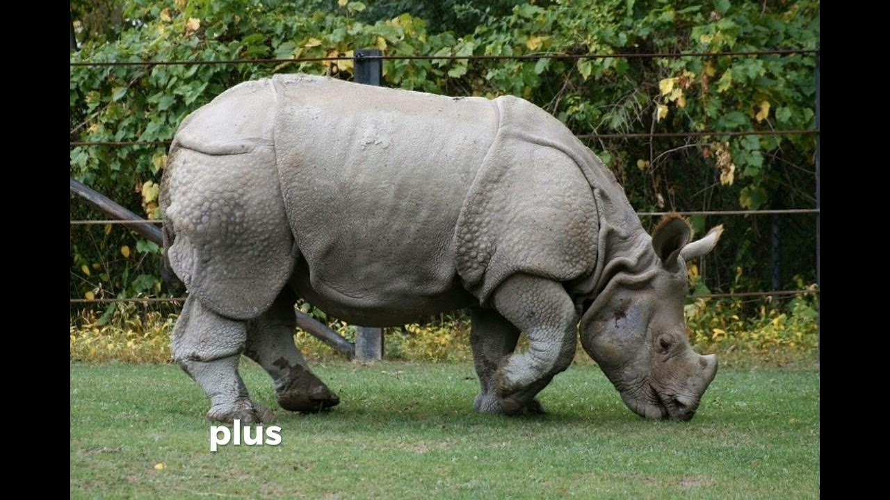 le rhinocéros de java - YouTube