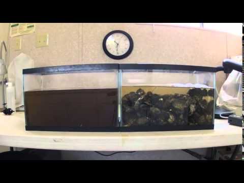 Water Filtration Using Oysters - YouTube