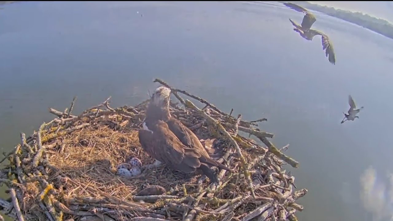 A goose tries to land on the nest, Maya dives on the goose | LRWT ...