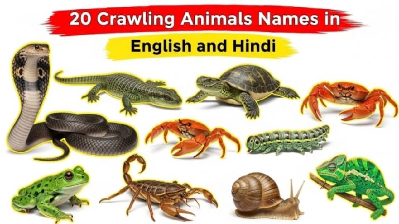 20 Crawling Animals Names in Hindi and English | Reptiles Animals for ...