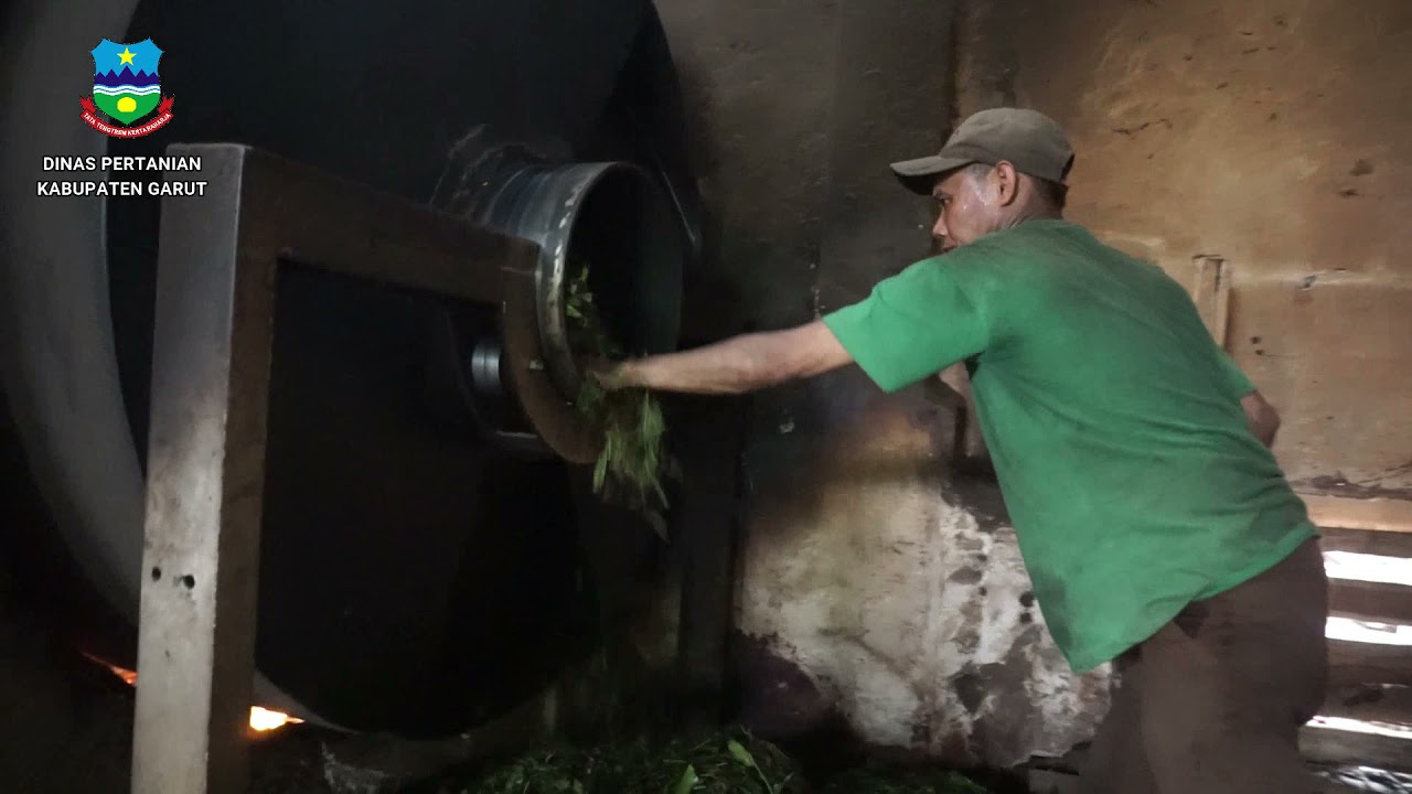 Proses Pengolahan Teh Hijau - YouTube