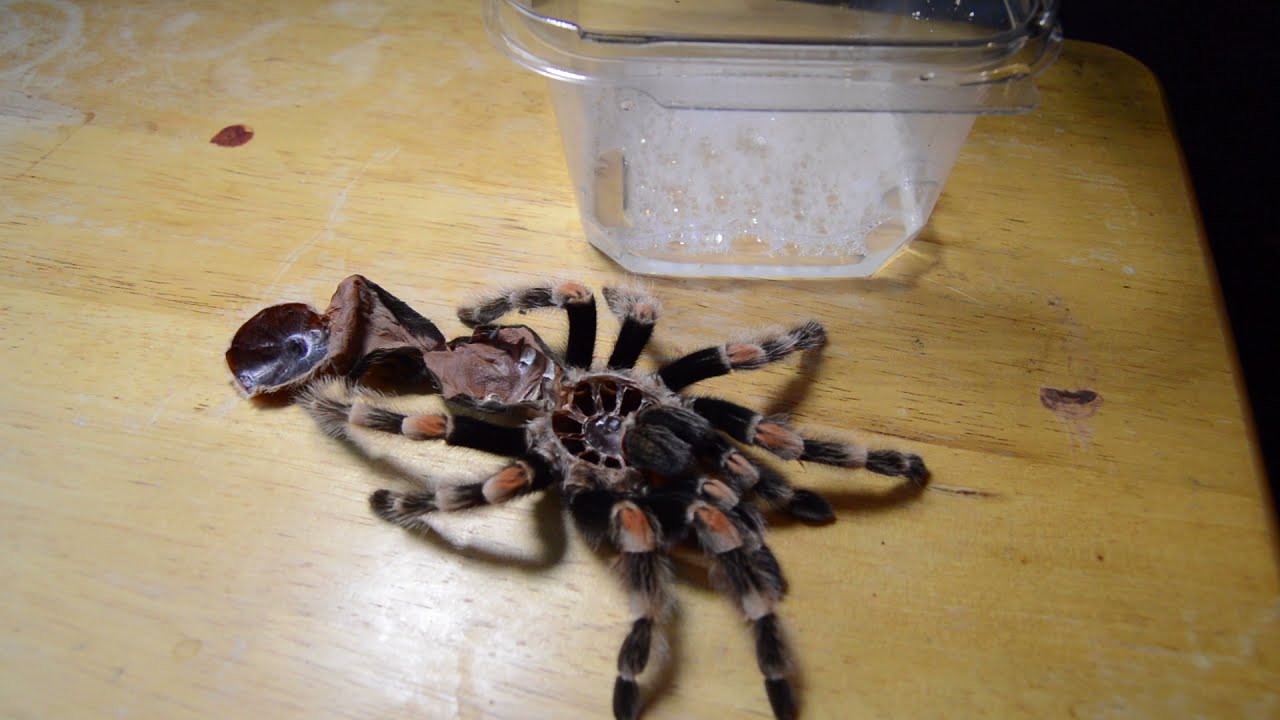 How to Tell if a Tarantula is Male or Female - YouTube